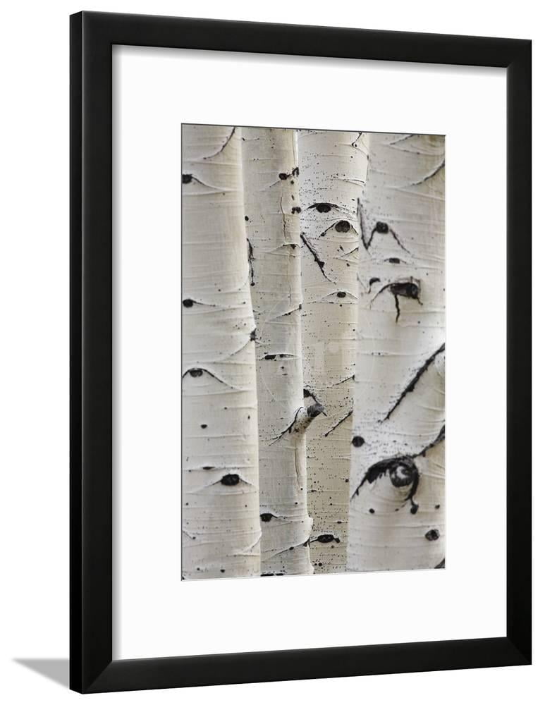 Birch Trees in a Row CloseUp of Trunks, Botanical Framed Art Print Wall ...