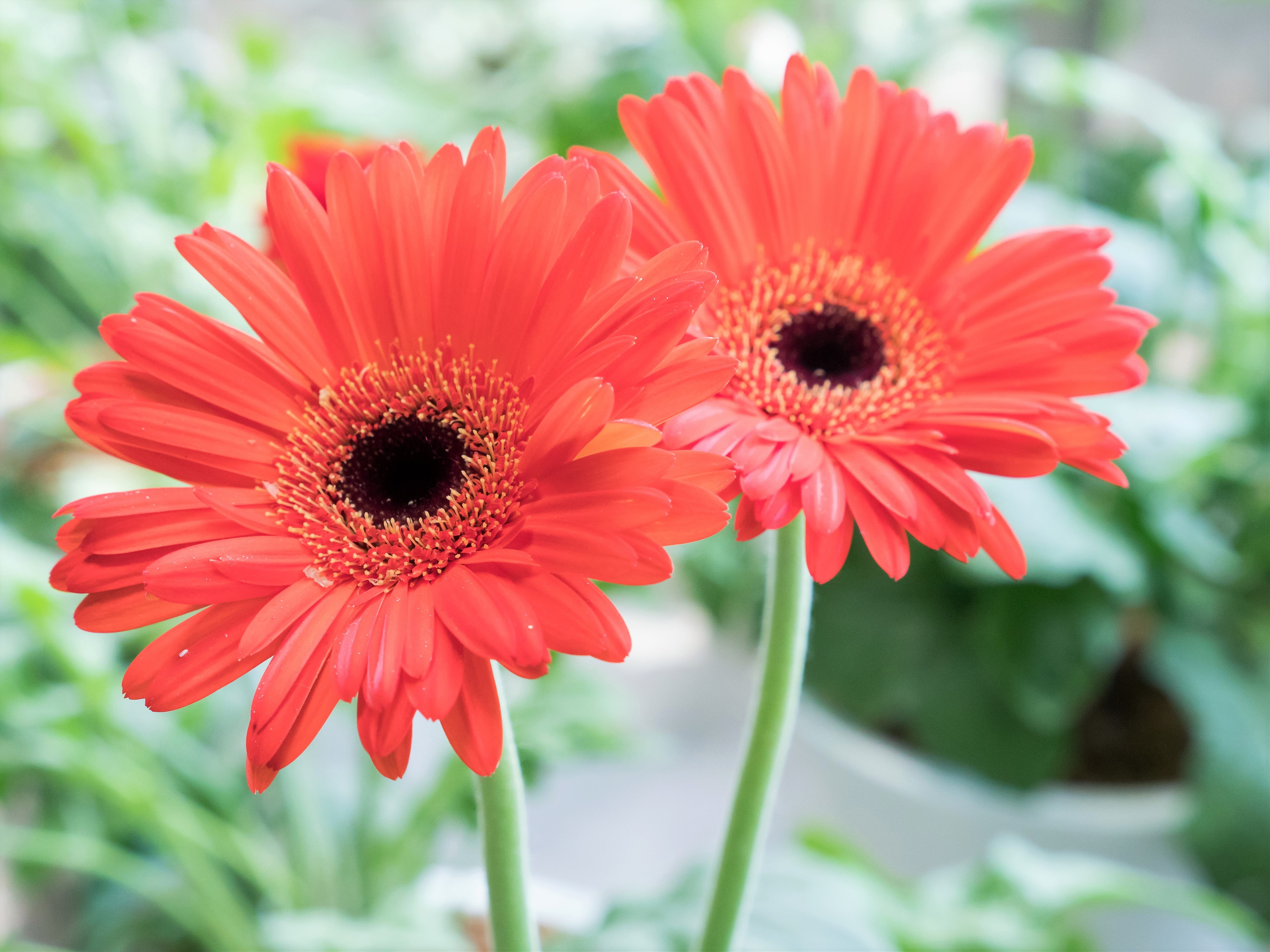 Red Gerber Daisy