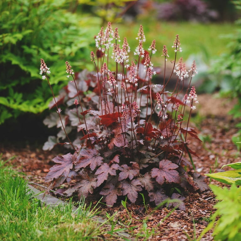 Heuchera Americana Palace Purple