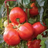 Burpee Bodacious Hybrid Tomato Vegetable Seed, 1-Pack - Walmart.com