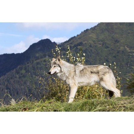 Female Gray Wolf (canis lupus), captive, Alaska Wildlife Conservation ...