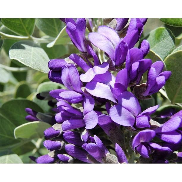 10 TEXAS Mountain LAUREL Sophora Secundiflora Mescal Tree Purple Flower ...