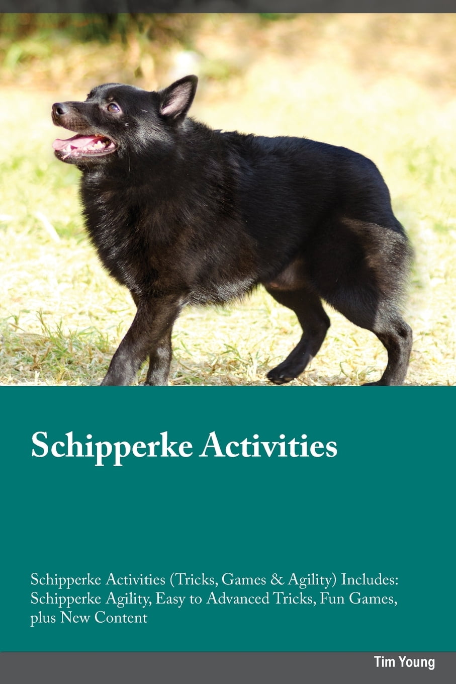 Blue Schipperke
