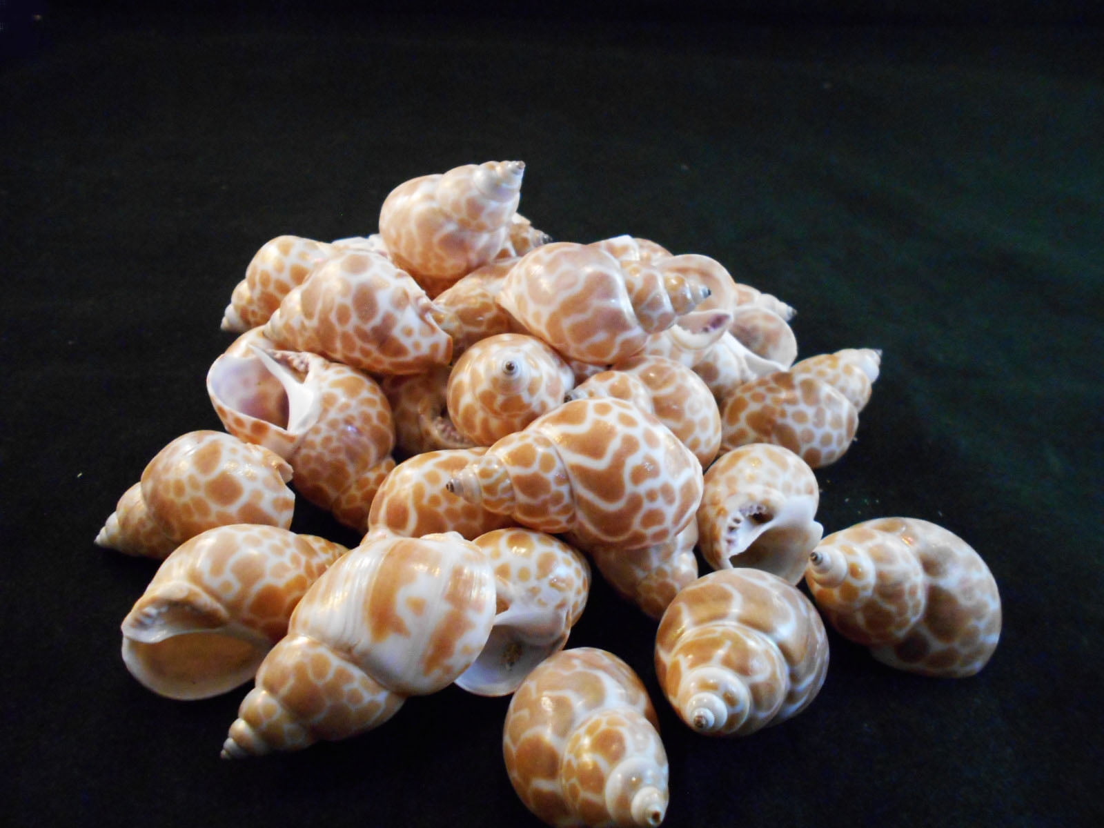 Set of 12 Small Babylon Shells 1 1/4 - 1 1/2" (32-38mm) for Small ...