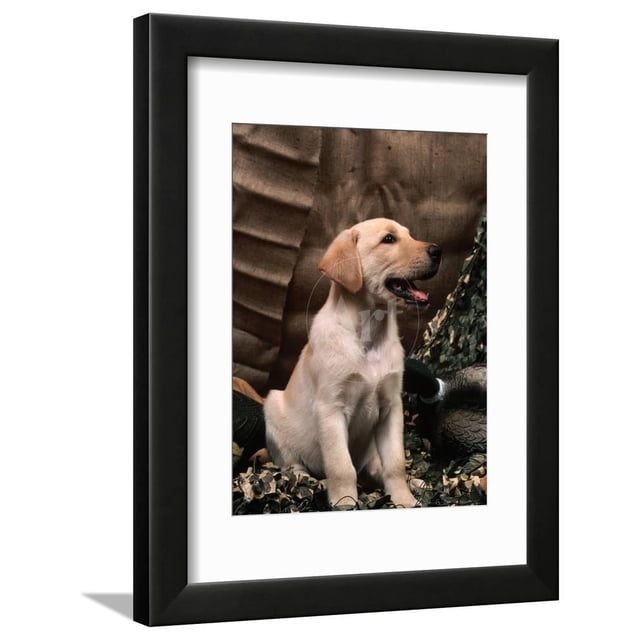 Labrador Retriever Puppy Framed Print Wall Art by Joe McDonald Sold by ...