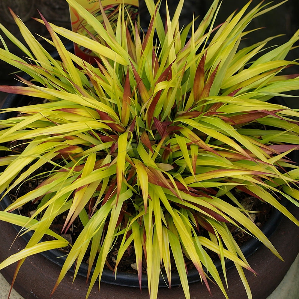 Sun Flare Japanese Forest Grass Hakonechloa Shade Lover 4 Pot
