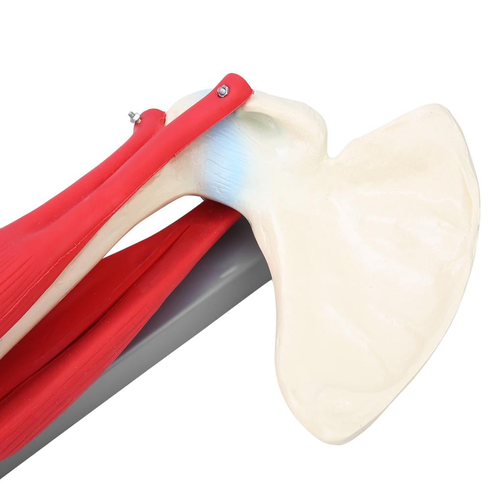 Buy Senjay Anatomical Elbow Model,Arm Model,Arm Moving Model Anatomical ...