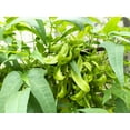 Seedville USA Christmas Lima Bean Seeds, Burgundy Speckled, Heirloom ...