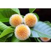 SEEDS = = Kadam Tree 20 Seeds -Orange Flowers sweet fragrance ...