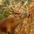 Dinner Getter Deer Food Plot Corn Seeds - 250 Seeds to Grow Deer Food ...