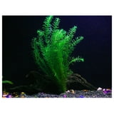 Barbara Bilotta 10 Species Freshwater Aquarium Plants, Java Fern ...