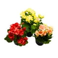 BubbleBlooms Flowering Rieger Begonia Set of 3 in 4 inch pots Hiemalis ...