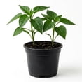 Red Bell Pepper Live Plants, 4-6" Tall Sweet Pepper Plants in 4 Inch ...