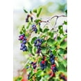 20 SASKATOON SERVICEBERRY aka Western, Pacific, Juneberry, Shadbush ...