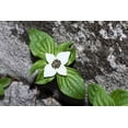 Seedville USA 15 Western Bunchberry Seeds, Alaskan Dogwood, White ...