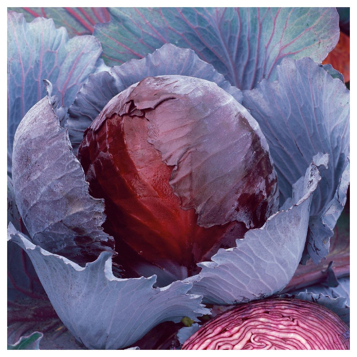 Everwilde Farms - 1 oz Organic Red Express Cabbage Seeds - Gold Vault ...