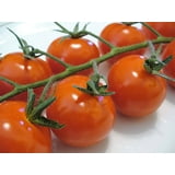 100 Seeds Red SWEETIE CHERRY TOMATO Super Sweet 1" Lycopersicon Fruit ...