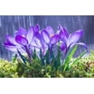 Blue Moon Crocus Mix - 10 Bulbs, Perennial Purple/Blue Blooms, Ships ...