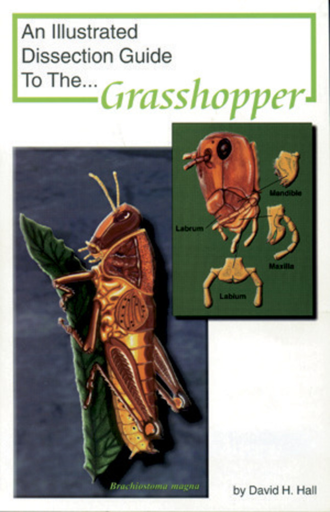 Grasshopper Head Dissection