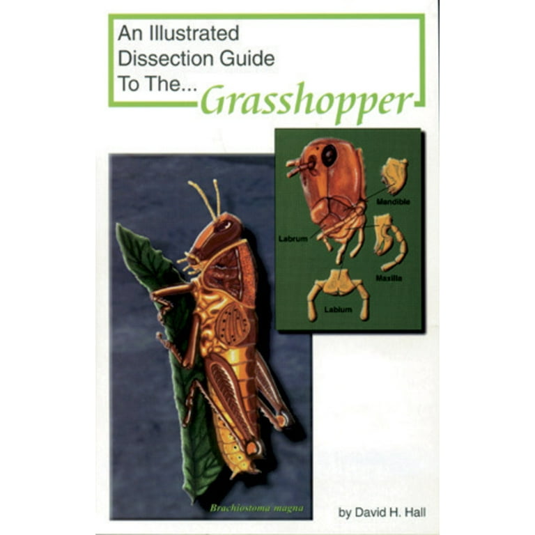 Grasshopper Dissection Labeled