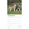BrownTrout, Siberian Huskies 2025 Wall Calendar - Walmart.com