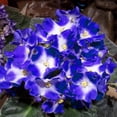 Colorful African Violets Live Plant in 4" Pot, Starter African Violet ...
