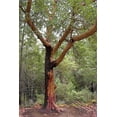 10 PACIFIC MADRONE TREE Bearberry Red Arbutus Menziesii Oregon Laurel ...