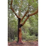 10 PACIFIC MADRONE TREE Bearberry Red Arbutus Menziesii Oregon Laurel ...