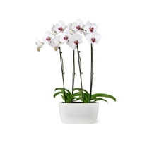 Just Add Ice 16-30" Watercolor Blue Premium Orchid Duo Live Plants in ...
