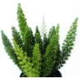 American Plant Exchange Foxtail Fern, Fluffy Live Plant, 6-Inch Pot ...