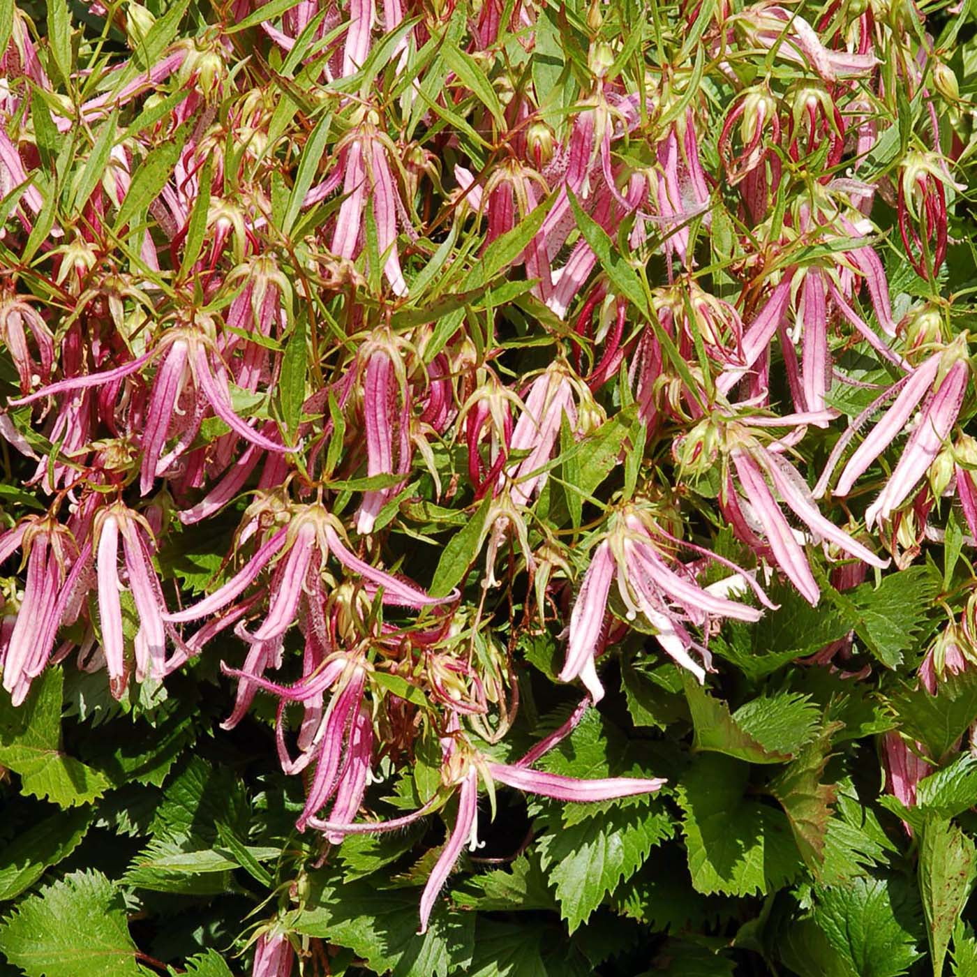 Pink Octopus Bellflower Perennial - Campanula - Gallon Pot - Walmart.com
