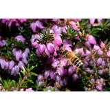 100 Scotch TRUE HEATHER Shrub Scot's Purple Pink Flower Calluna ...