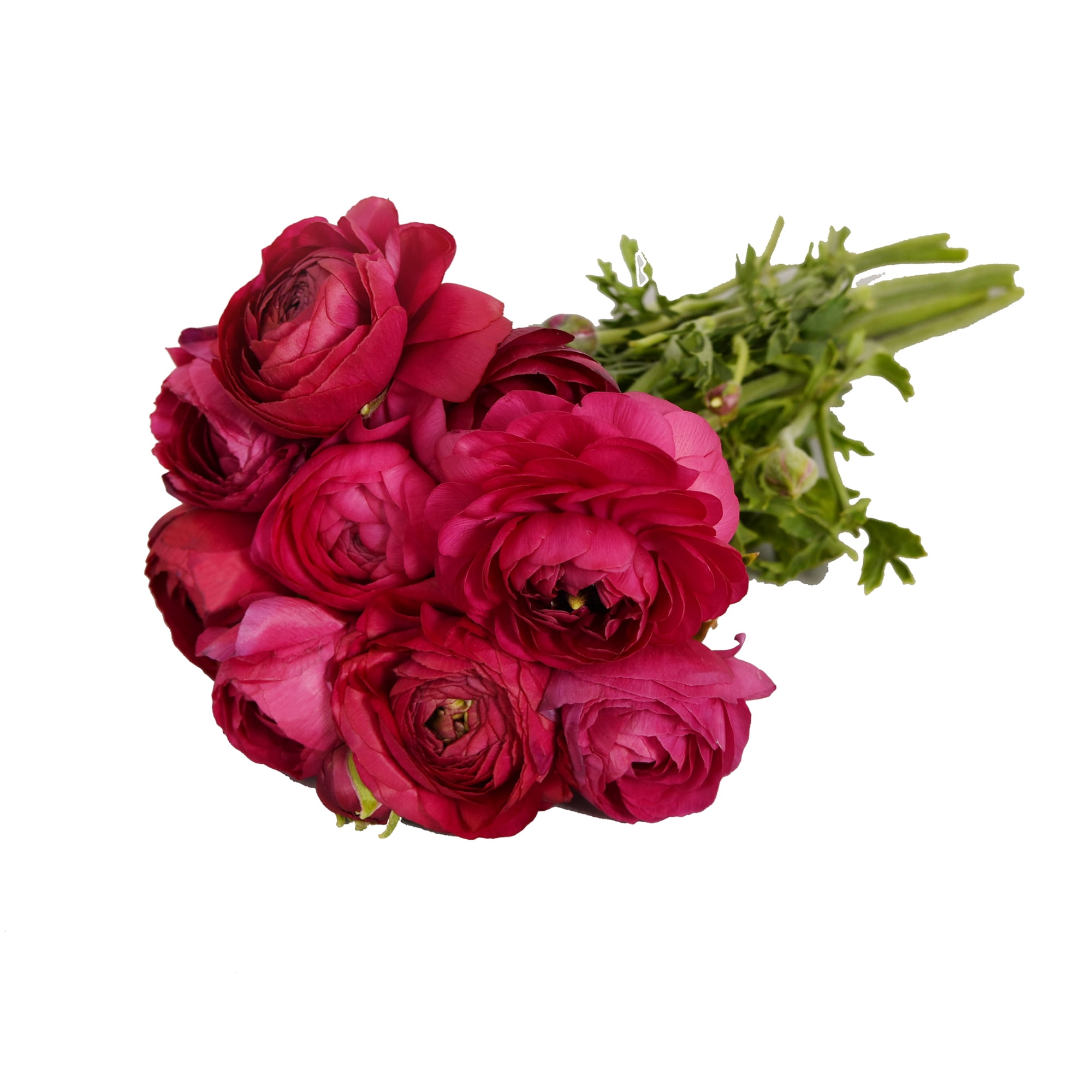 Hot Pink Ranunculus Bouquet