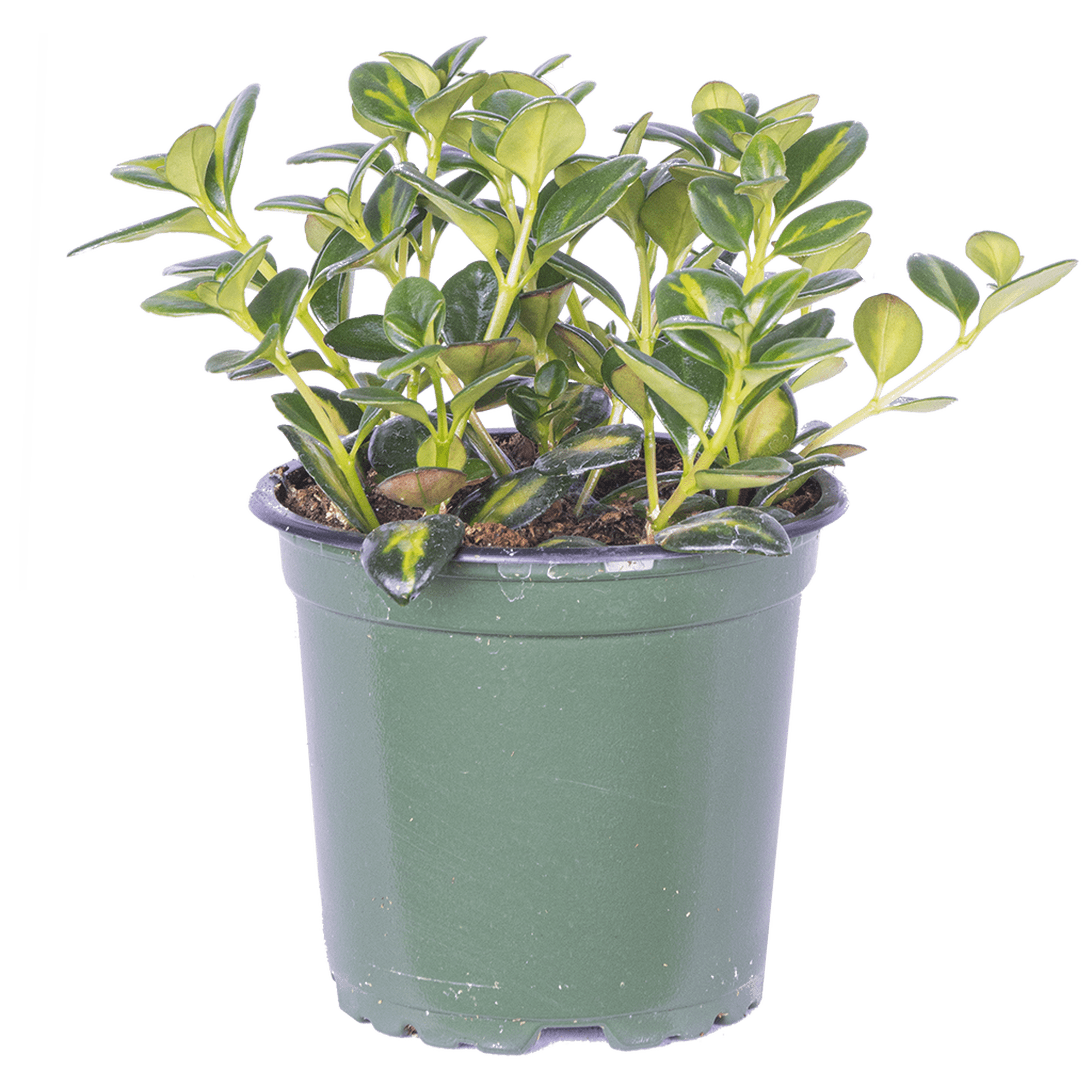 Click here for Plantsome Nemanthus Hypocyrta Green Goldfish Plant... prices