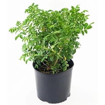 Rugosa Rose | 3 Gallon Container Size - Walmart.com