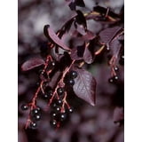 50 Purple Chokecherry Tree Seeds for Planting - Shubert Chokecherry ...