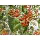 50 WASHINGTON HAWTHORN Crataegus Phaenopyrum Mayflower Shrub Tree ...