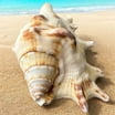 Large Conch Seashell Black White Spiky Real Rare Natural Big Decorative ...