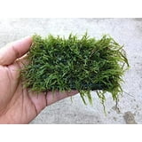 Java Moss - Easy Live Fresh Water Aquatic Plant for Fish Tank, Floating ...