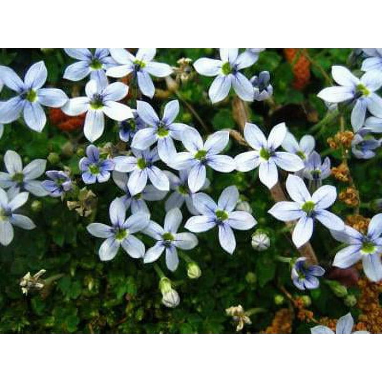 Classy Groundcovers Laurentia Fluviatilis 'Blue', 52% OFF