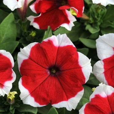 Petunia - Frost Series Flower Garden Seed - 1000 Pelleted Seeds - Color ...
