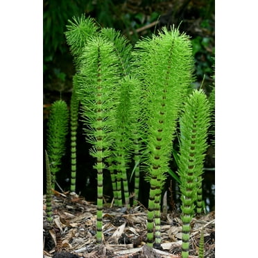 CZ Grain Dwarf Equisetum Live Plant (10 Count) - Walmart.com