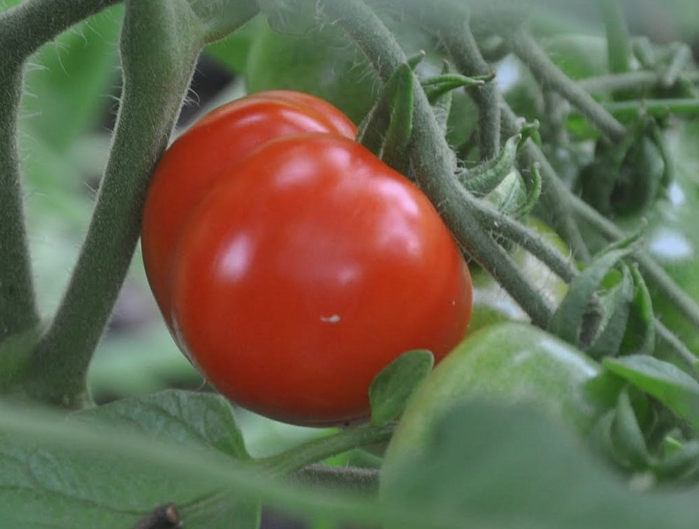 Stupice Tomato Plant - Very Early/Exceptional Taste - 2.5" Pot ...