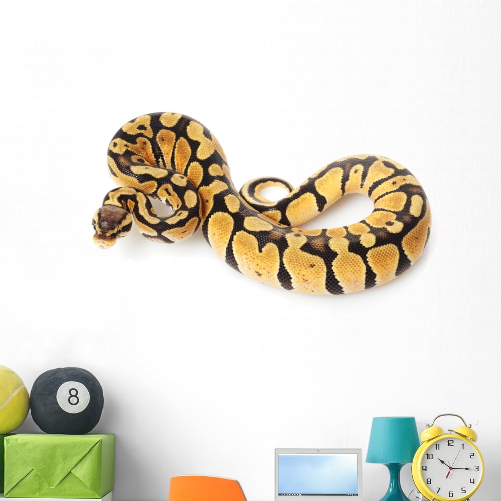 Pastel Ball Python Wall Decal by Wallmonkeys Peel and Stick Graphic (48 ...