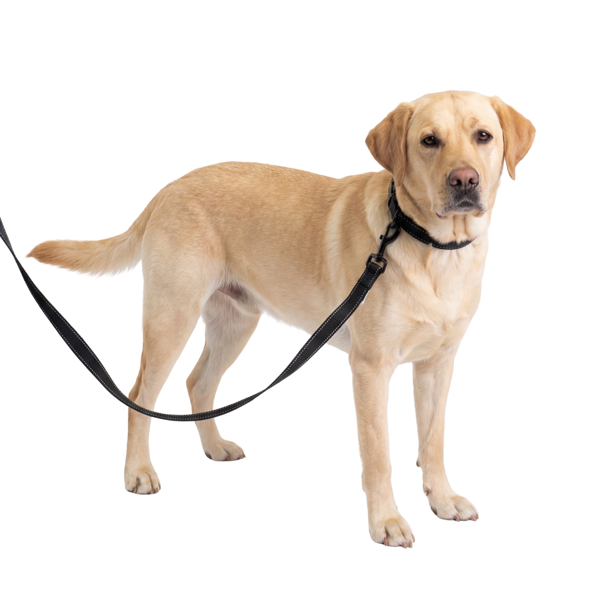 Click here for One Paw  Webbing Leash For Dogs  Multiple Colors A... prices