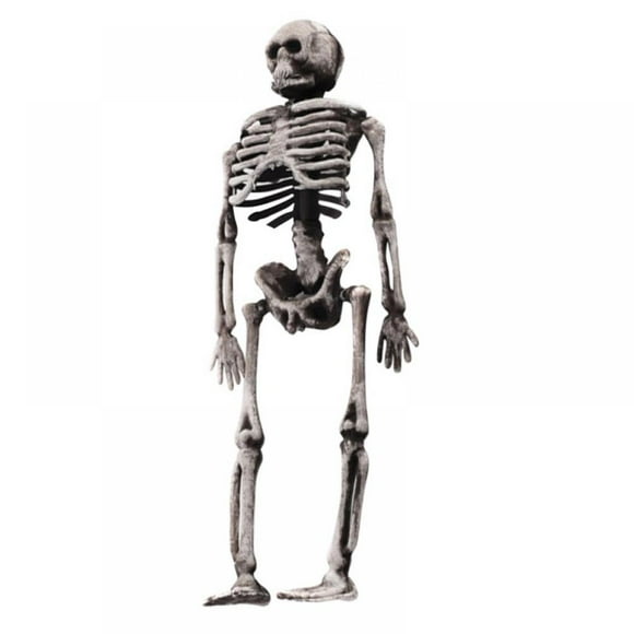 Posable Skeleton