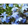 Regatta Lobelia Erinus Sky Blue Flower Seeds, 200 Pack for Containers ...