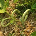 TomorrowSeeds - Tromboncino Squash Seeds - 30+ Count - For 2025 ...