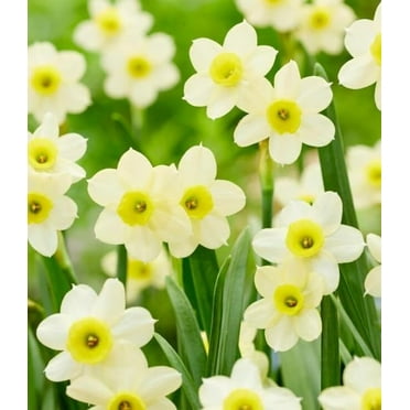 Red Devon Daffodil Bulbs for Planting - (20 Bulbs) - Walmart.com