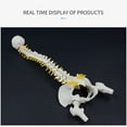 Hot 45cm Human Spine With Pelvic Model Anatomical Anatomy Spinal
